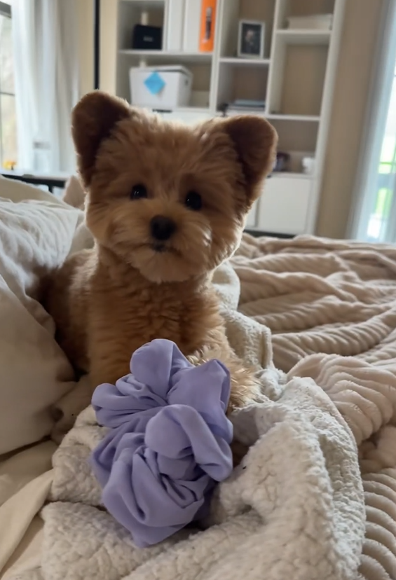 Just woke up Pomapoo puppy moments and early morning behavior