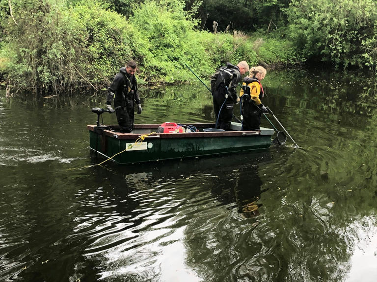 Goldfish release puts rare crucian carp project at risk