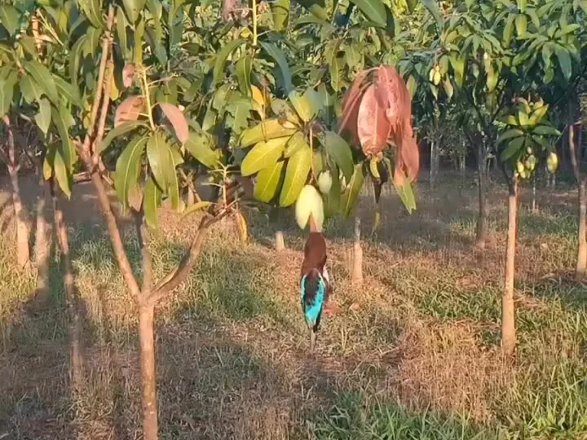 Pássaro tenta comer manga e acaba ficando com bico preso na fruta