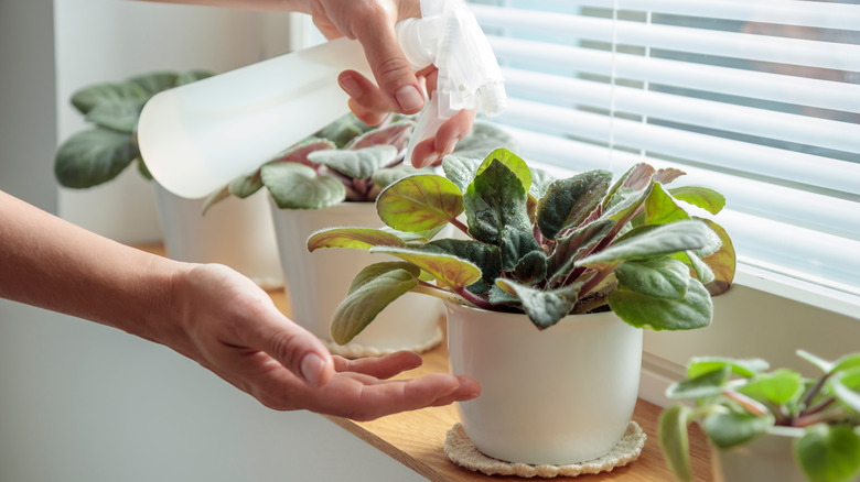 16 low-maintenance indoor plants you don't need a green thumb to grow