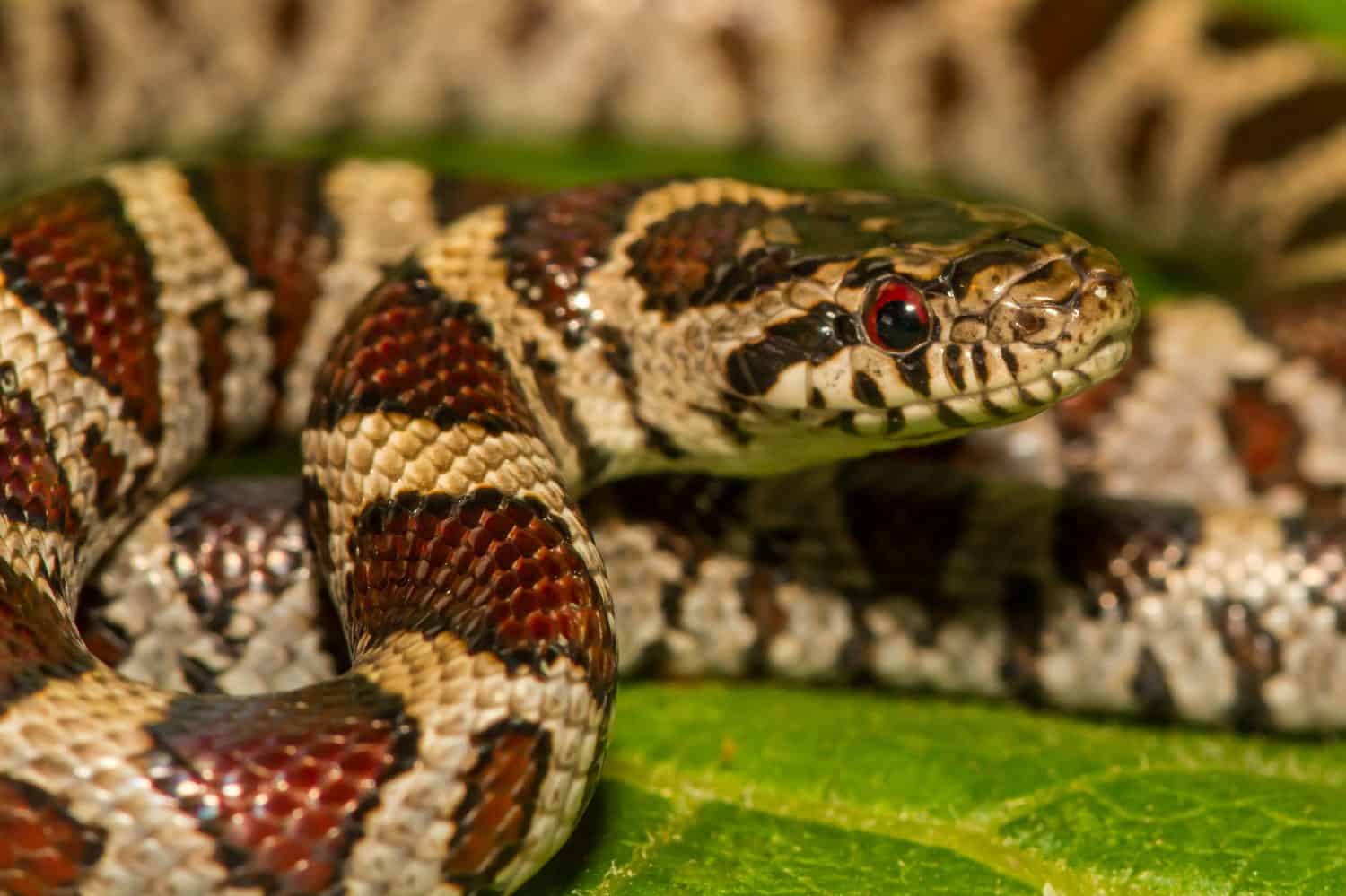 Afraid of snakes? These smells could be attracting them to your yard