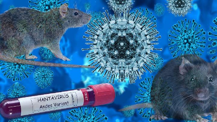 Cara mencegah infeksi virus hanta dari tikus di rumah