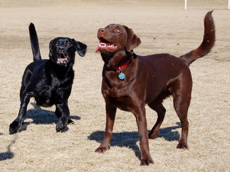 12 overly excited dog breeds that lose their minds meeting people – is ...
