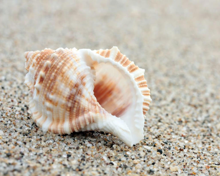 Urlaub: Muscheln am Strand sammeln – in diesen Ländern drohen hohe ...
