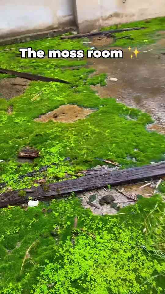 I found the moss room