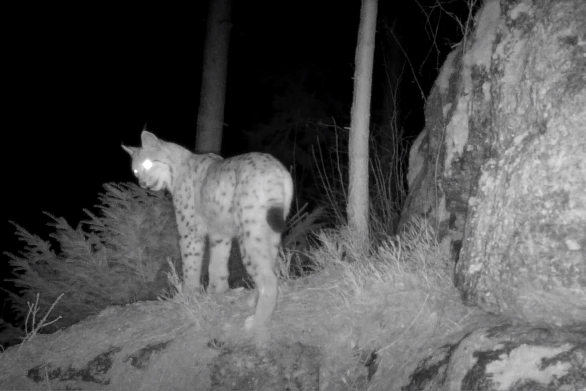 Von Tschechien nach Sachsen: Luchs „Bardi“ wandert über 160 Kilometer ...