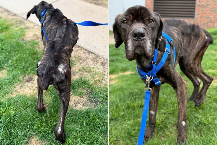 Underweight stray dog, with ‘dangerously low’ body temperature, rescued ...
