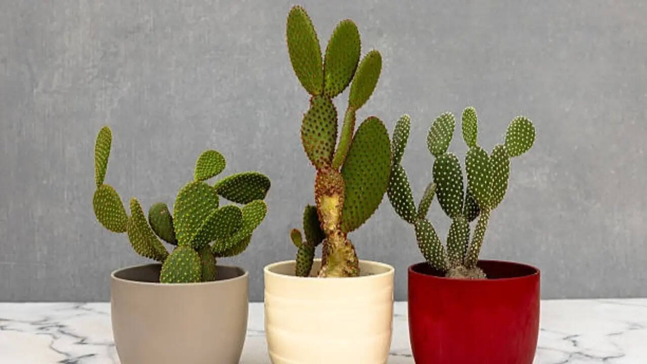 5 types of cactus plants and how to grow them at home (simple step-by ...