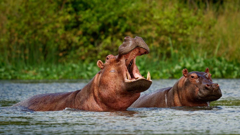 Safari boat spots ‘Moto Moto’ the hippo in the wild—and he’s definitely ...