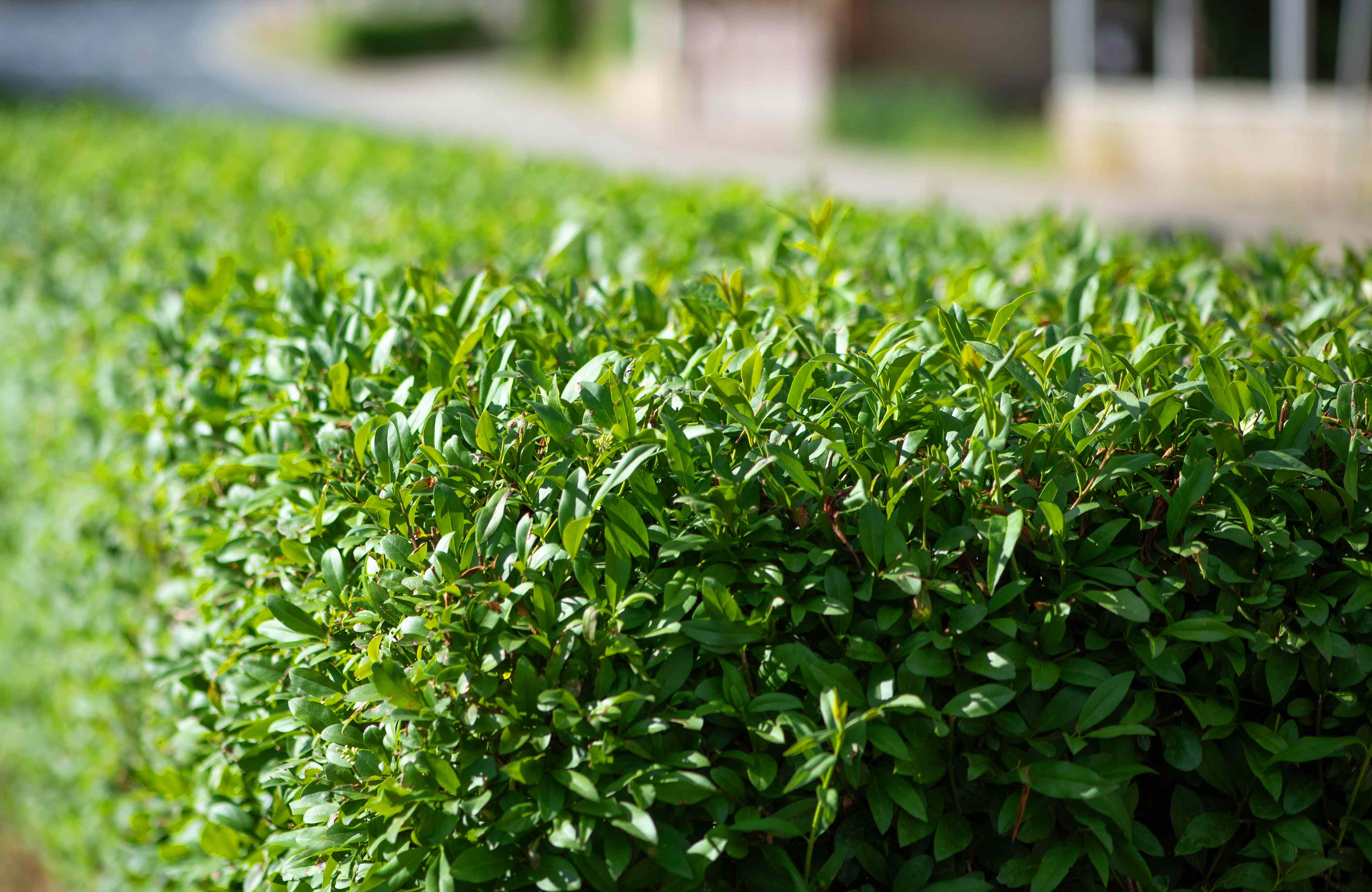 Is it OK to plant some types of privet, or are they all invasive ...