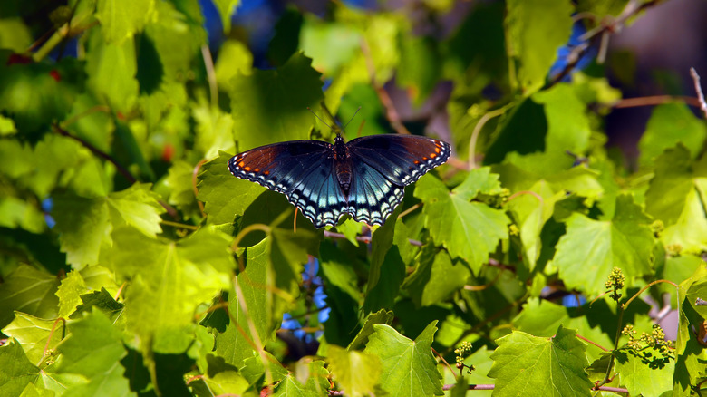 These climbing plants will turn your backyard into a butterfly haven