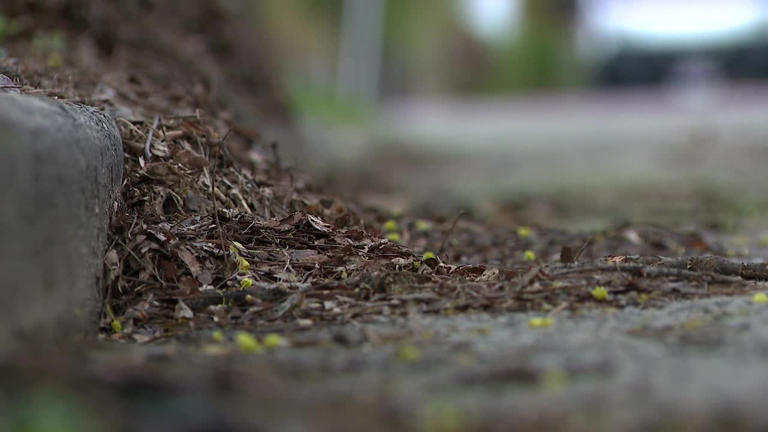 Milwaukee fall leaf collection; efforts to improve operations