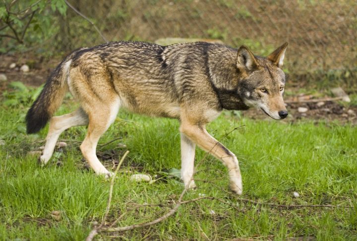 20 creatures that call America their only home