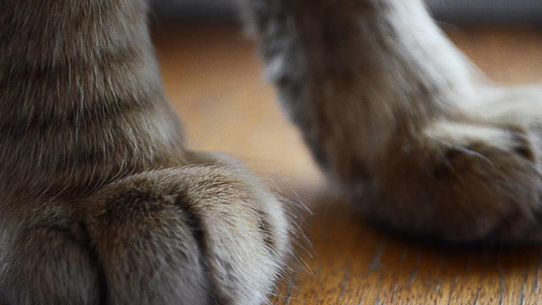 Rare blue tortie Maine coon kitten’s nose stripe is seriously mesmerizing