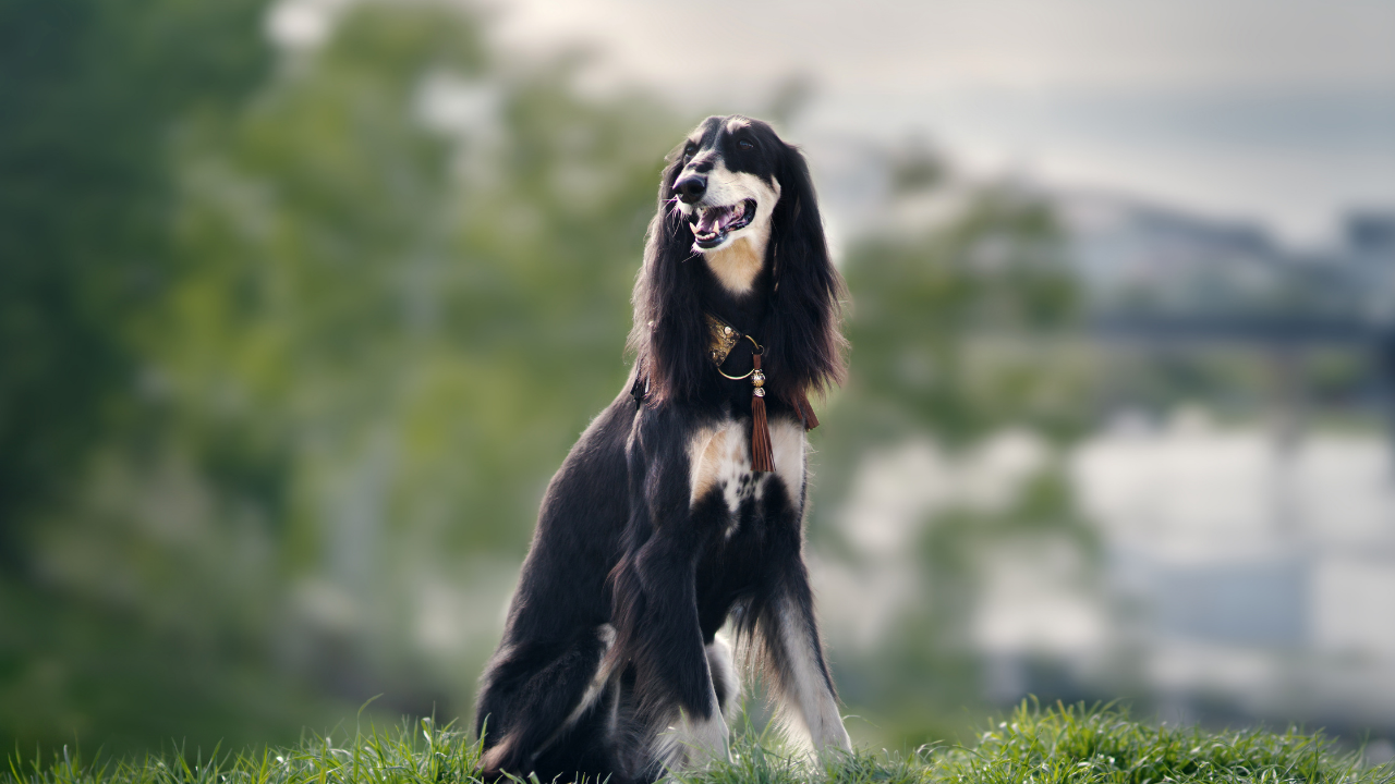 5 elegant dog breeds that were part of royal families