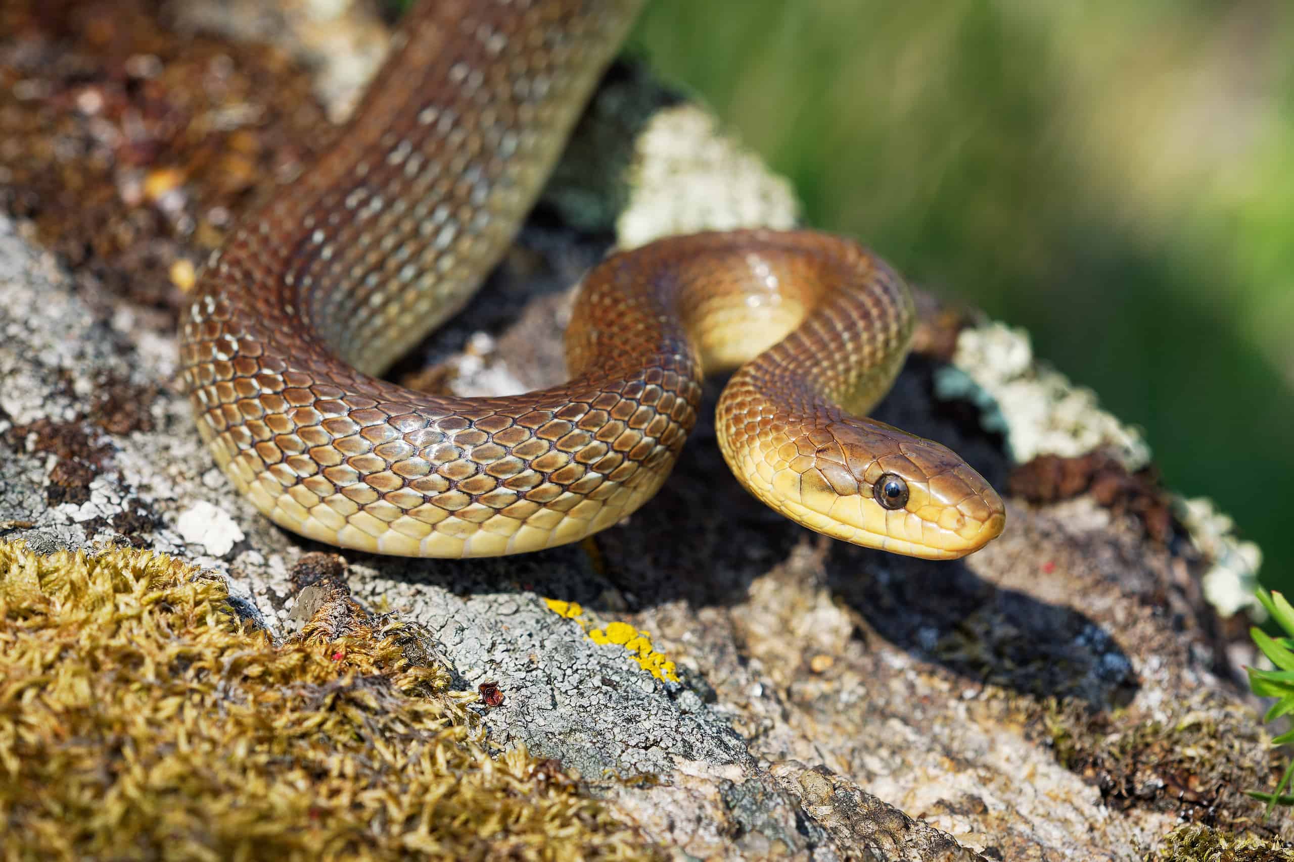 Afraid of snakes? These smells could be attracting them to your yard