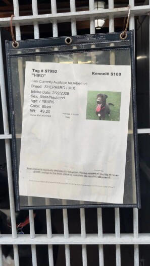 Dog euthanasia rate and staff turnover improve at county shelters, but ...