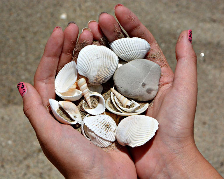 Urlaub: Muscheln am Strand sammeln – in diesen Ländern drohen hohe ...