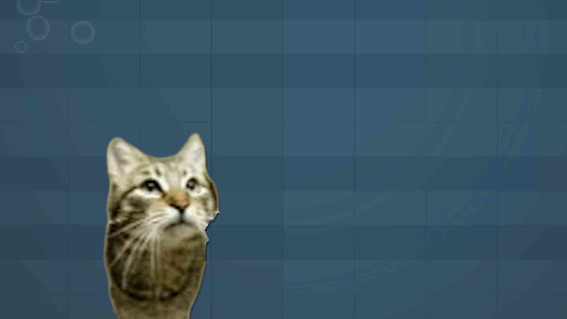 How to meow synth