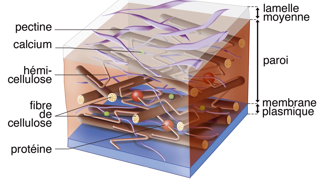 Inside the secret life of plant cells