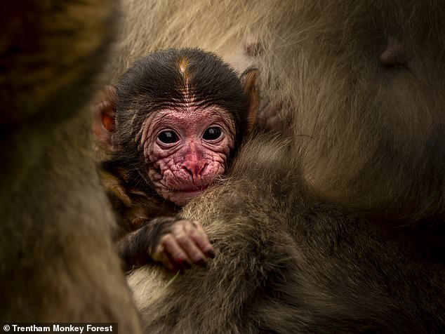 Four 'highly endangered' baby macaques born in the UK's only monkey forest