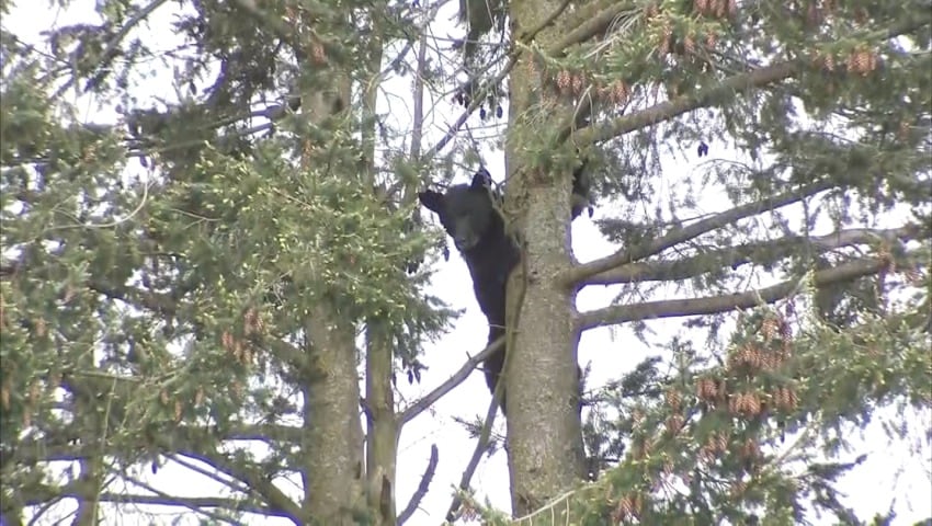 Bear spotted in Renton, authorities remind community of bear safety tips