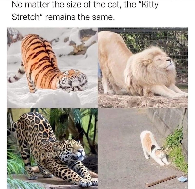 21 large feline funnies to fill your day with big meow