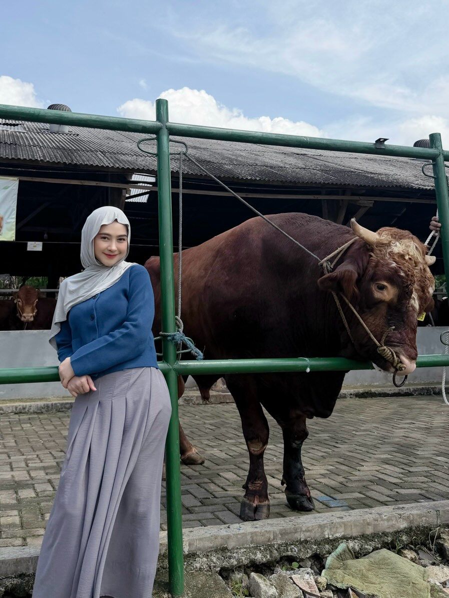 Bobotnya capai 1 ton, intip sapi kurban Ria Ricis untuk Idul Adha 2026 ...