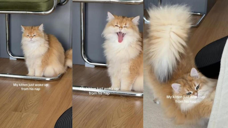 Kitten still feels sleepy after waking up from nap