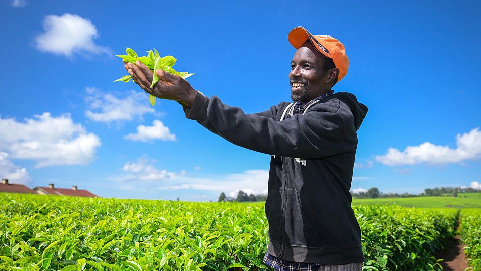 Climate change threatens taste and supply of British tea