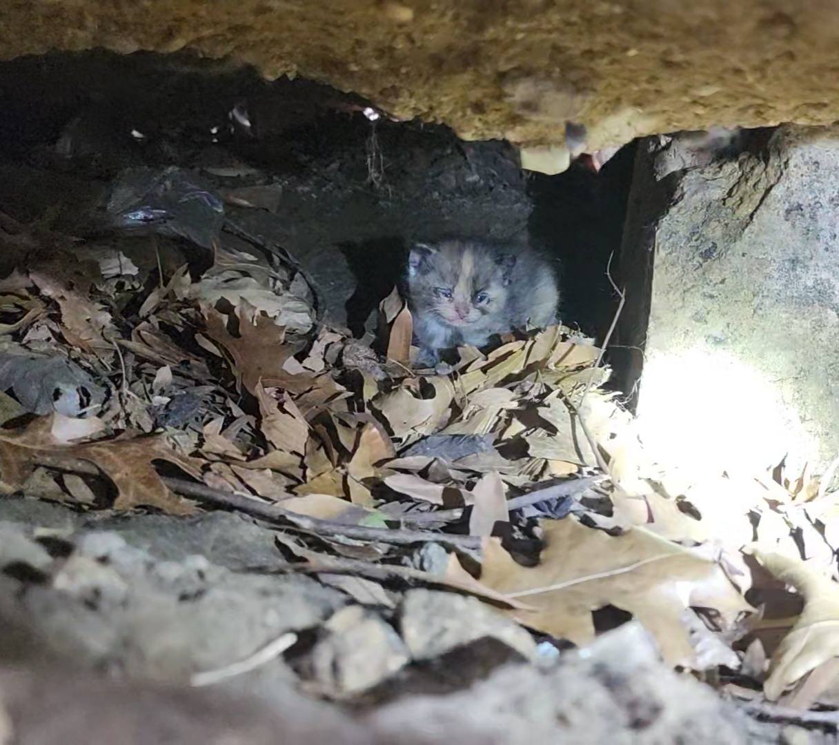 El refugio creía que estaba rescatando a dos gatos callejeros: la ...