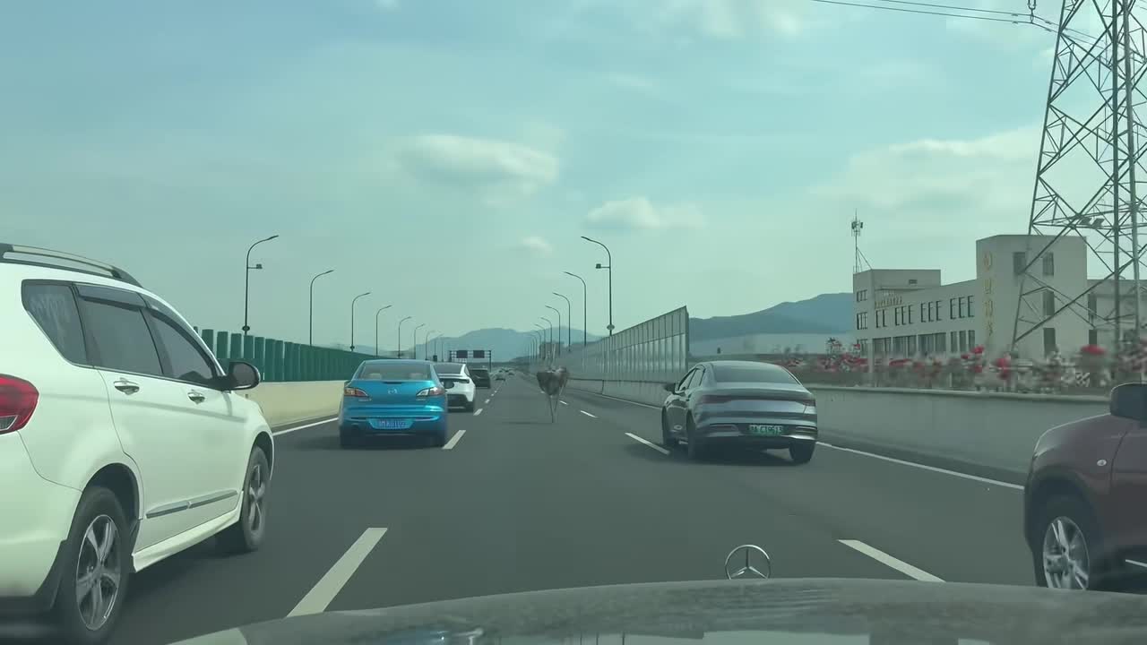 Ostrich runs along highway in Hangzhou, Zhejiang, China