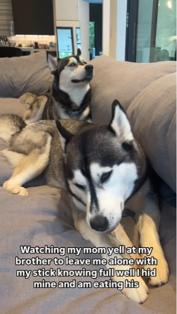 Luka and Sosa husky chaos skills and relatable dog life moments