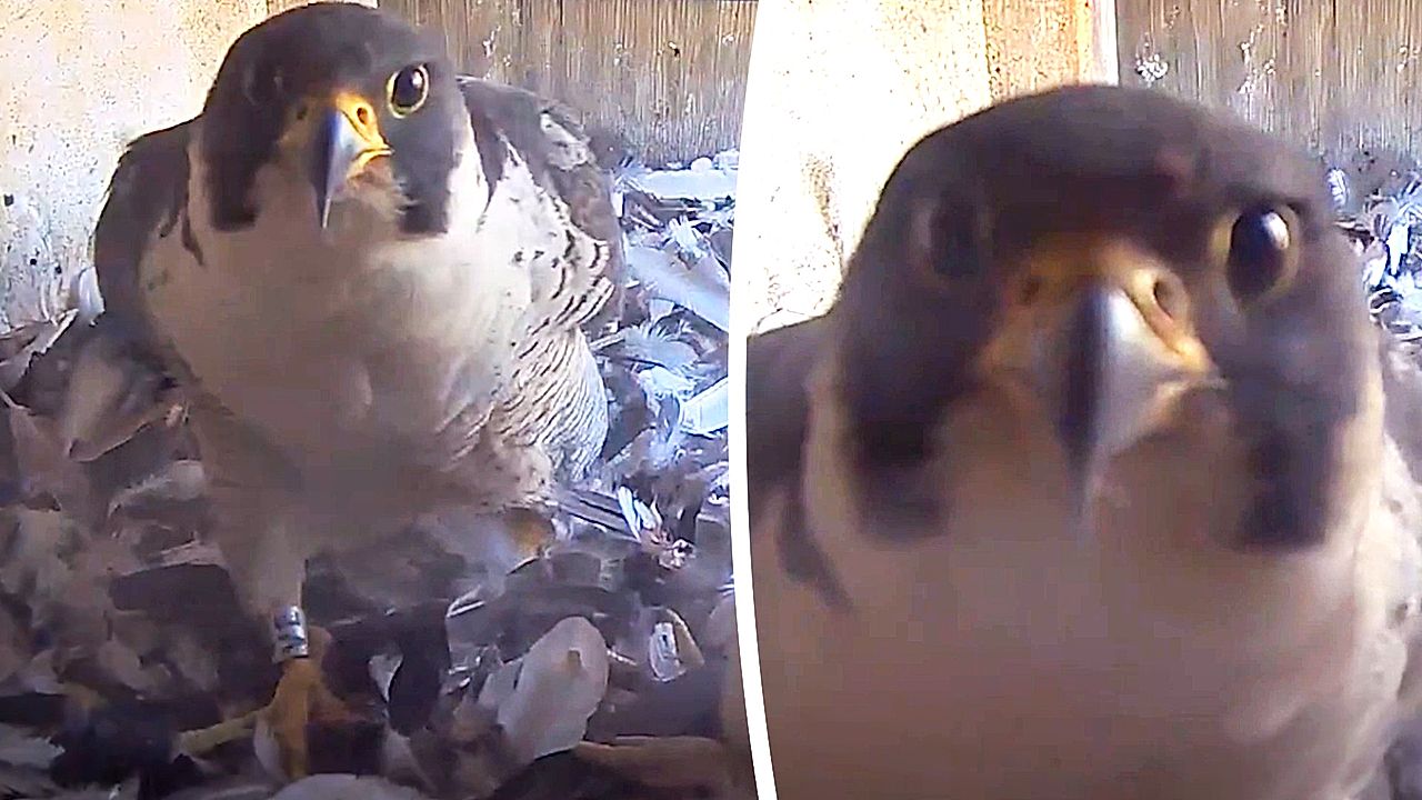 Suspicious falcon caught staring into nest camera in Poland
