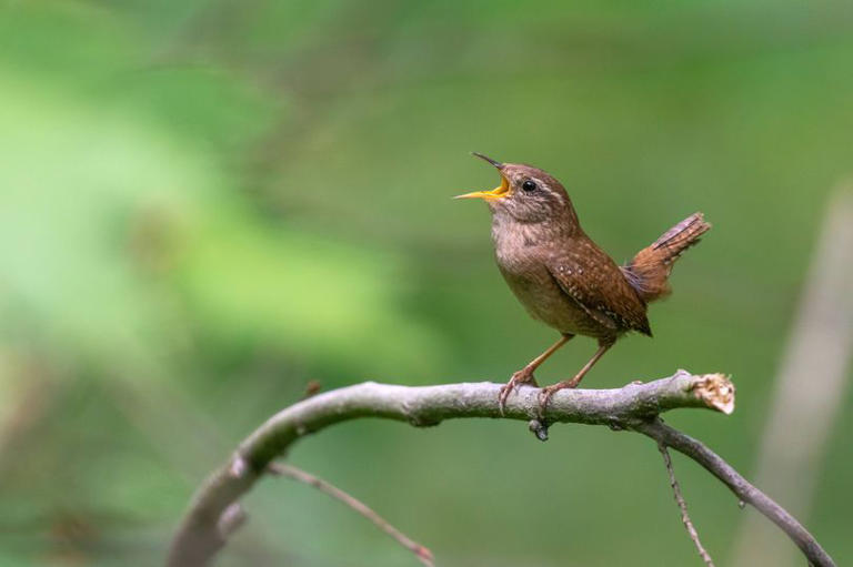 Wrens will flock to your garden if you add 3 plants this spring