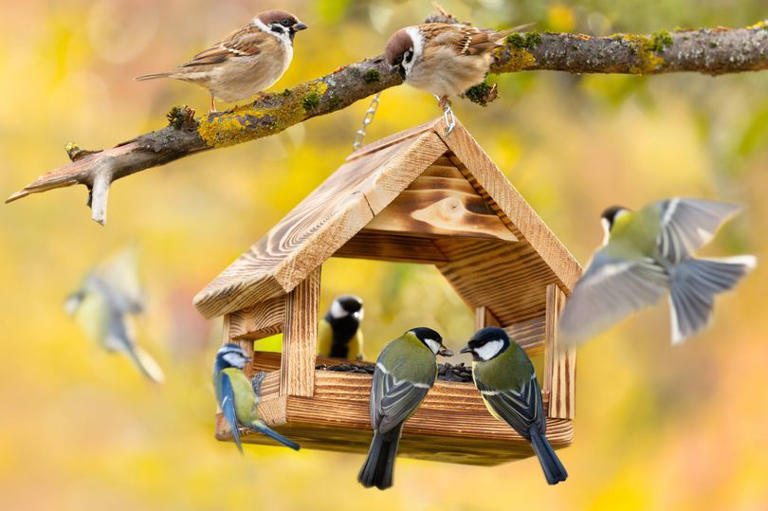 Birds will flock to your garden with easy change to plants that takes ...