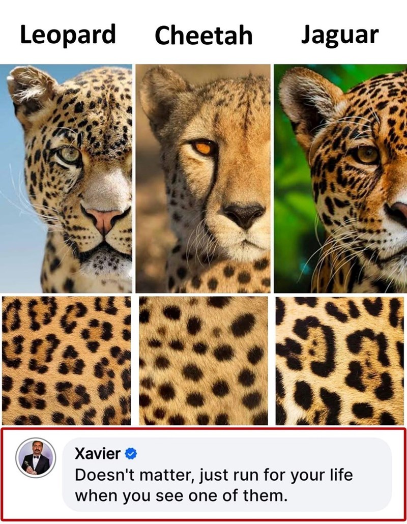 21 large feline funnies to fill your day with big meow
