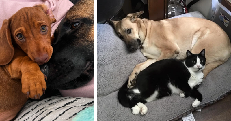 23 Cute Dogs Curled Up with their Favorite Canine or Cat Friends fur ...