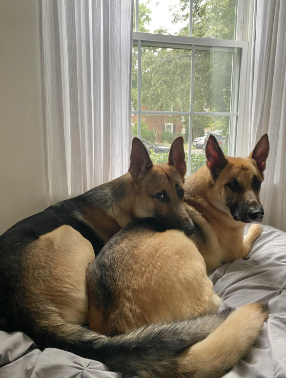 23 Cute Dogs Curled Up with their Favorite Canine or Cat Friends fur ...