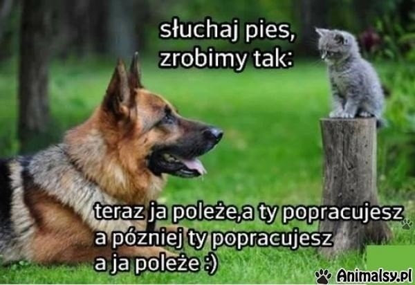 Jak pies z kotem? Te memy rozbawiają internet do łez! Najśmieszniejsze ...