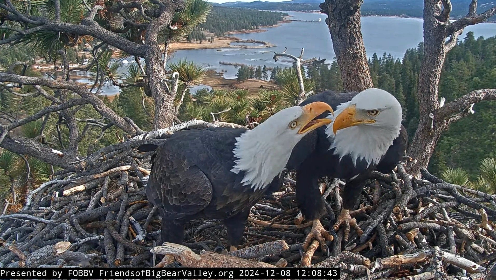 Eagle Town, USA: Live stream of eagles' nest has global viewers hooked