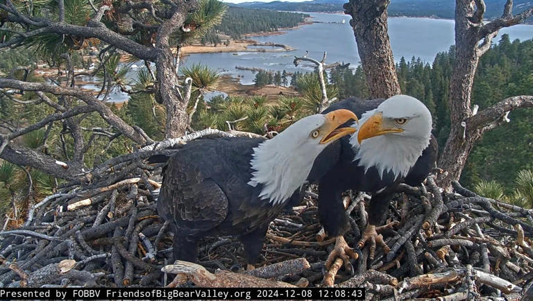 Eagle Town, USA: Live stream of eagles' nest has global viewers hooked