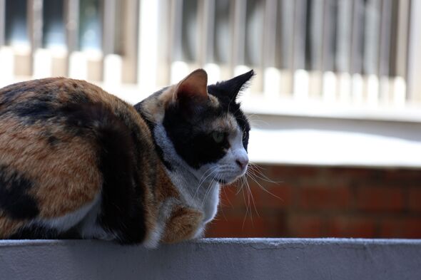 Cats are living their best lives if they display these 4 signs