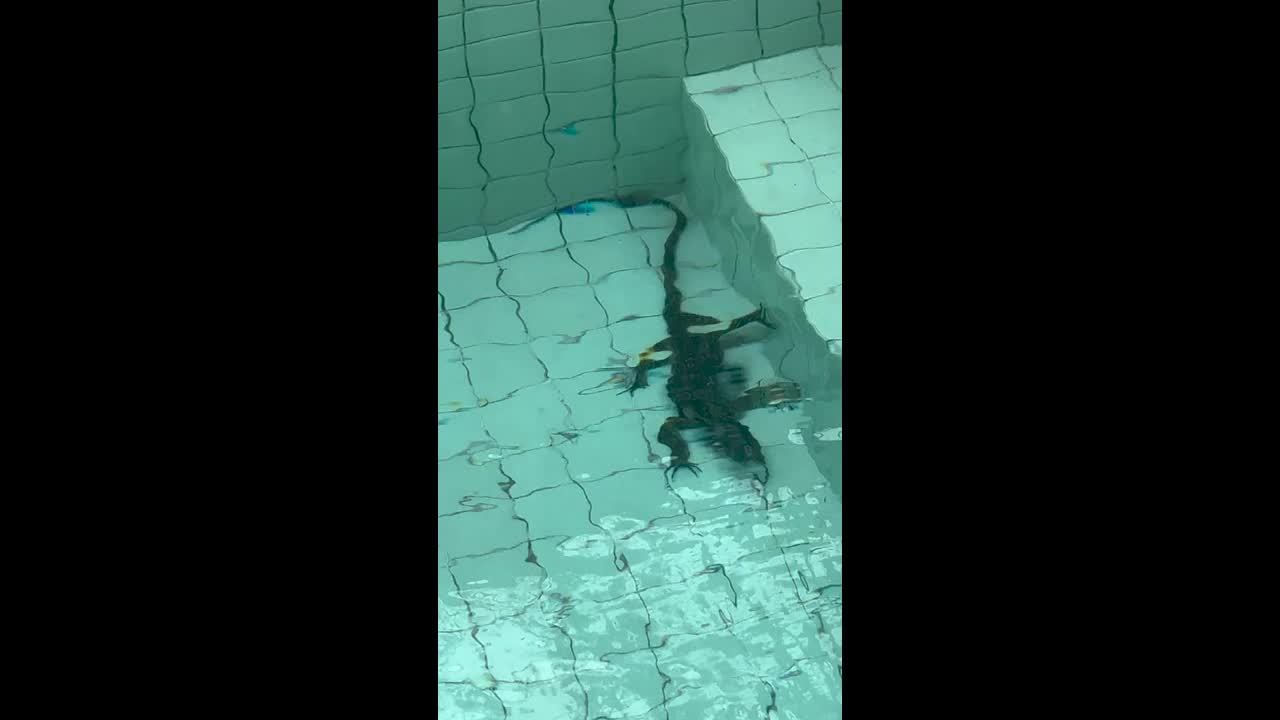 Family catch monitor lizard stuck in their swimming pool