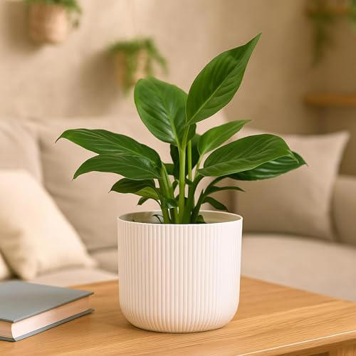 7 statement indoor plants to instantly elevate your living room