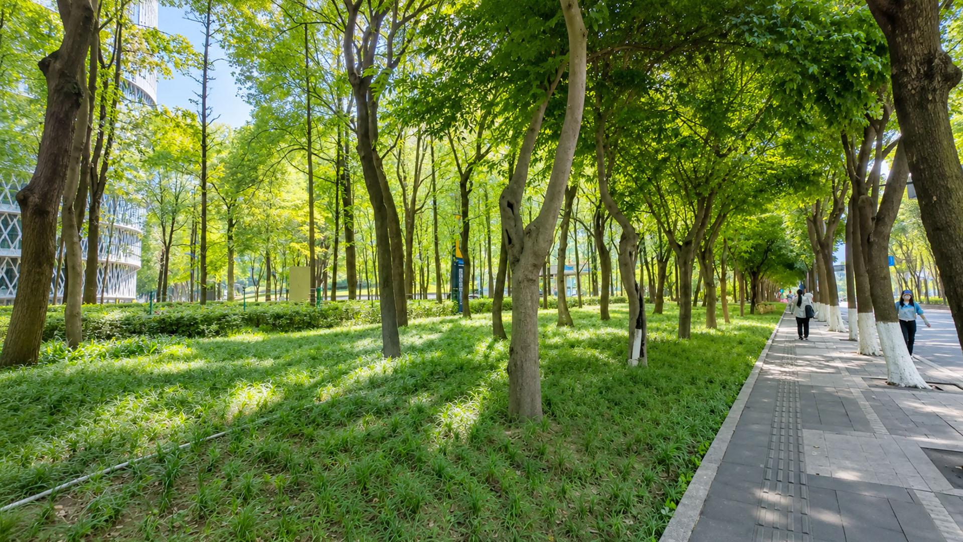 Los senderos urbanos arbolados favorecen ciudades chinas más caminables ...