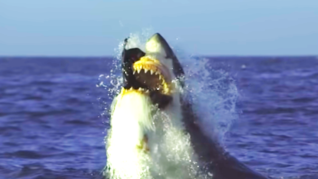 Watch what happens when a great white smells blood... it’s already too late