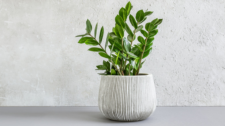 16 low-maintenance indoor plants you don't need a green thumb to grow