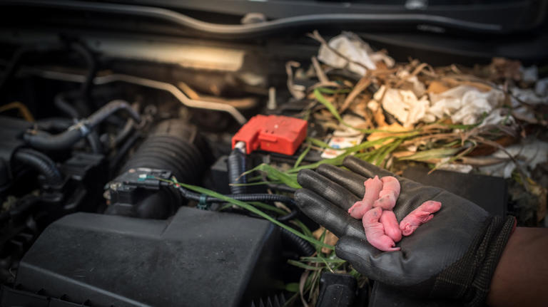 There can be some terrifying stuff in your car's air filters