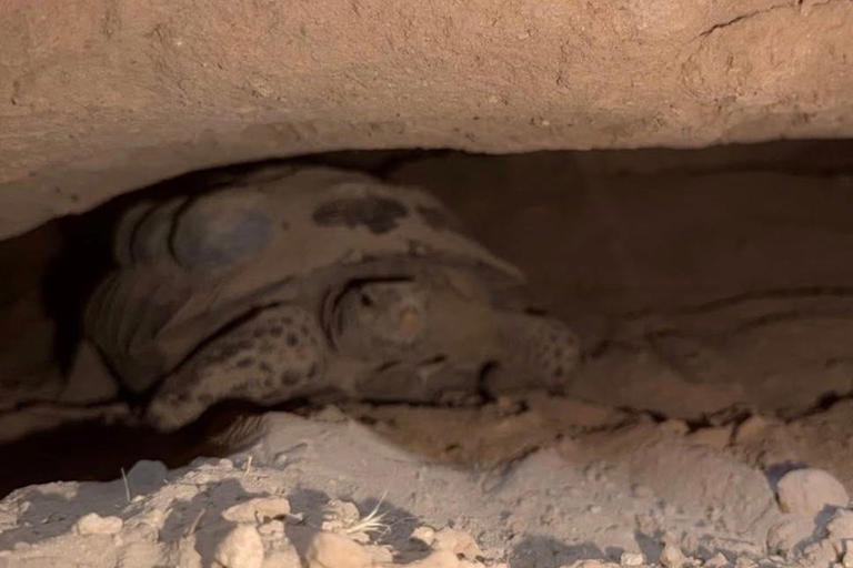 Mojave Max - rival of Punxsutawney Phil - has record late emergence